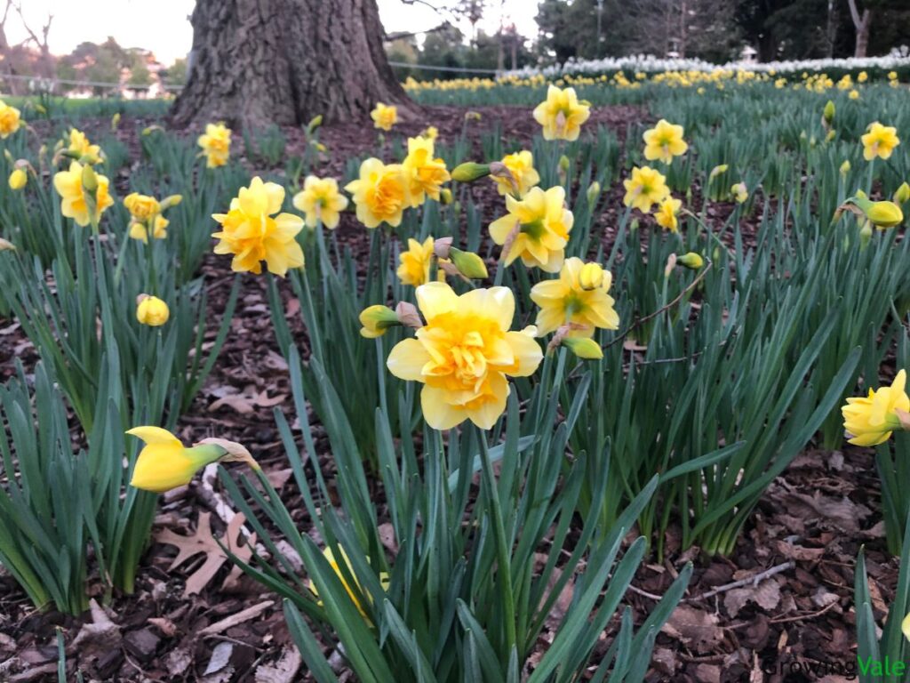 50+ Stunning Types of Yellow Flowers - LearningVale