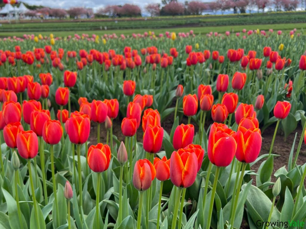 32 Stunning Types and Varieties of Tulips That You Can Easily Grow ...