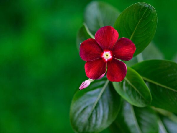 Periwinkle Flower Meaning, Symbolism and Use of Each Color - LearningVale