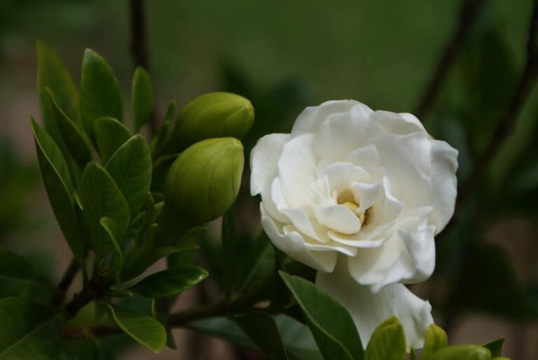 Gardenia Flower Meaning, Symbolism, and Uses You Should Know - LearningVale
