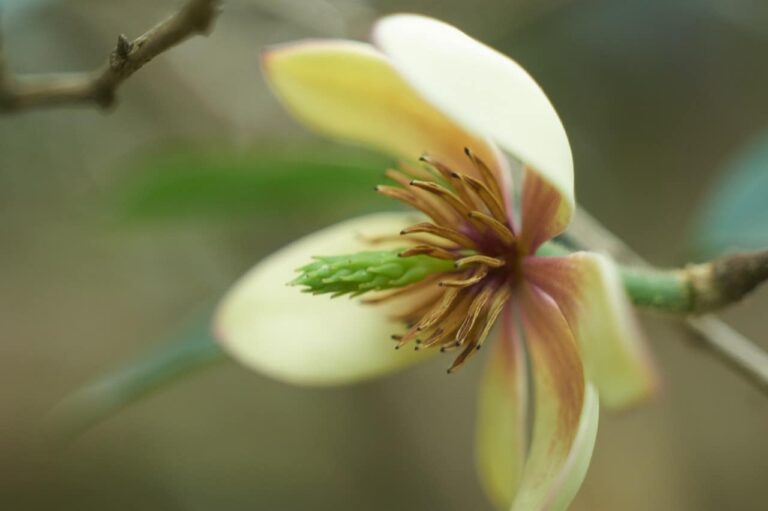 How to Grow and Care for Banana Shrubs (Michelia or Magnolia Figo ...