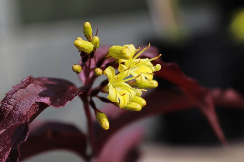 How to Grow and Care for Bush Honeysuckle (Diervilla) - LearningVale