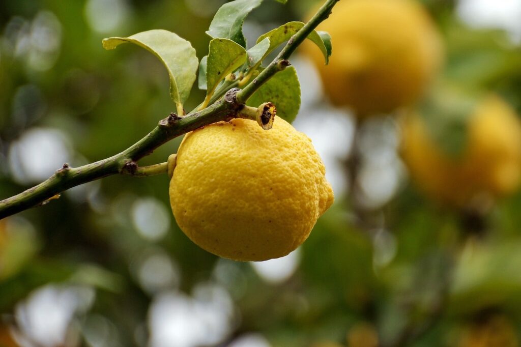 How to Grow and Care for Bush Lemon (Citrus limon jambhiri) - LearningVale